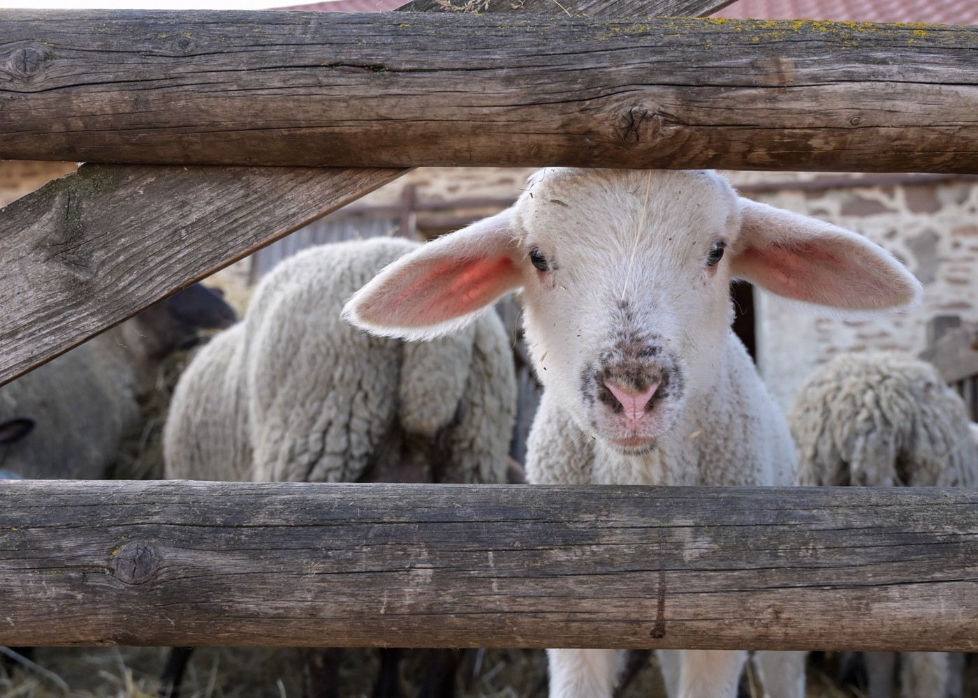 Bulgaren trennen Lamm bei lebendigem Leib den Kopf ab – Polizei rettet ...