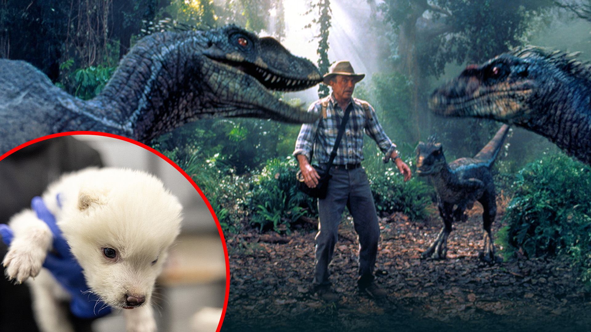 Erst das Mammut, dann der T-Rex? Diese US-Genforscher wollen den Jurassic Park Realität werden ...